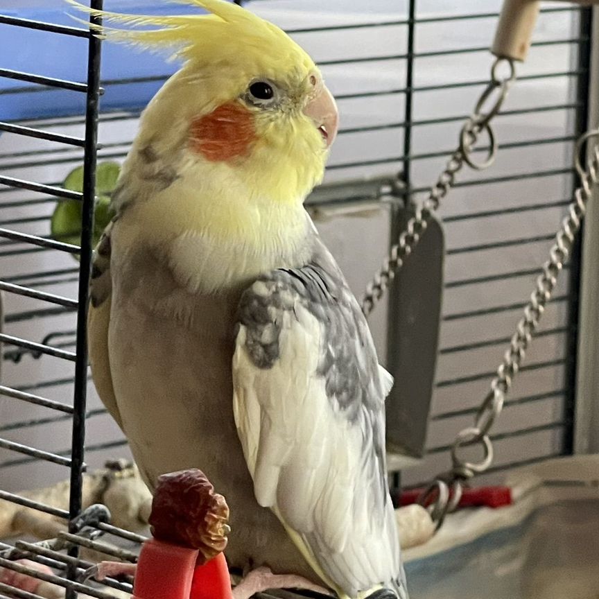 Корелла самец