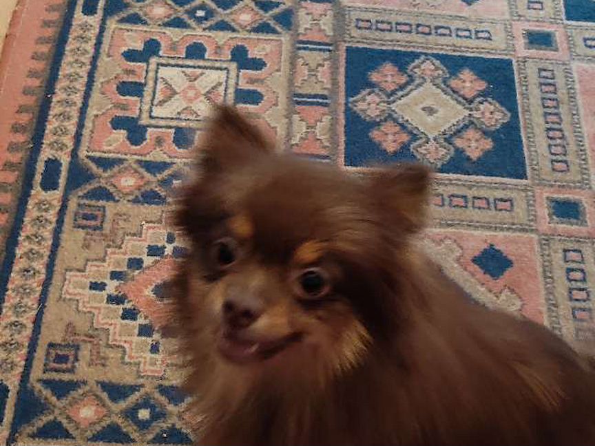 Померанский шпиц