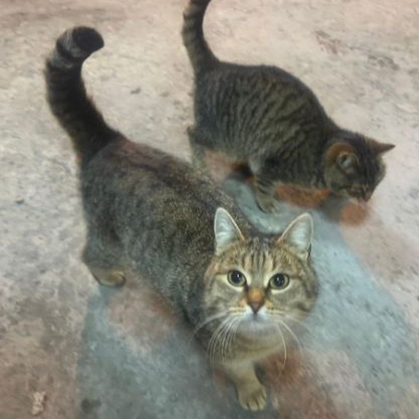 Ищут дом коты подростки и кошечки