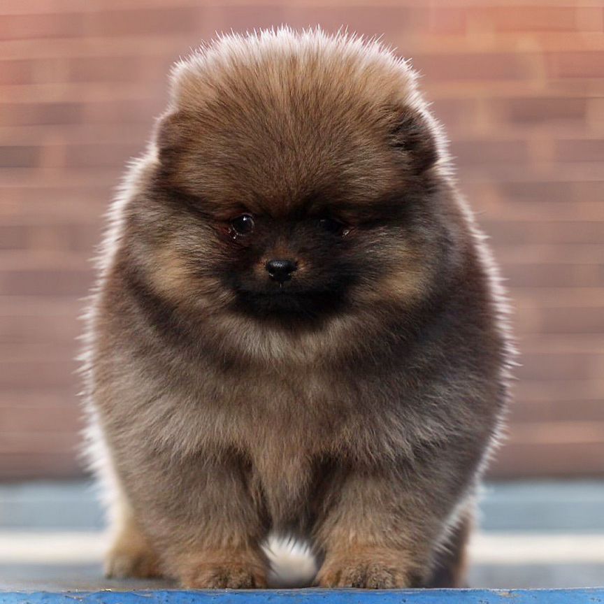 Померанский шпиц, щенок