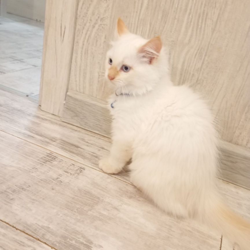 Невская маскарадная