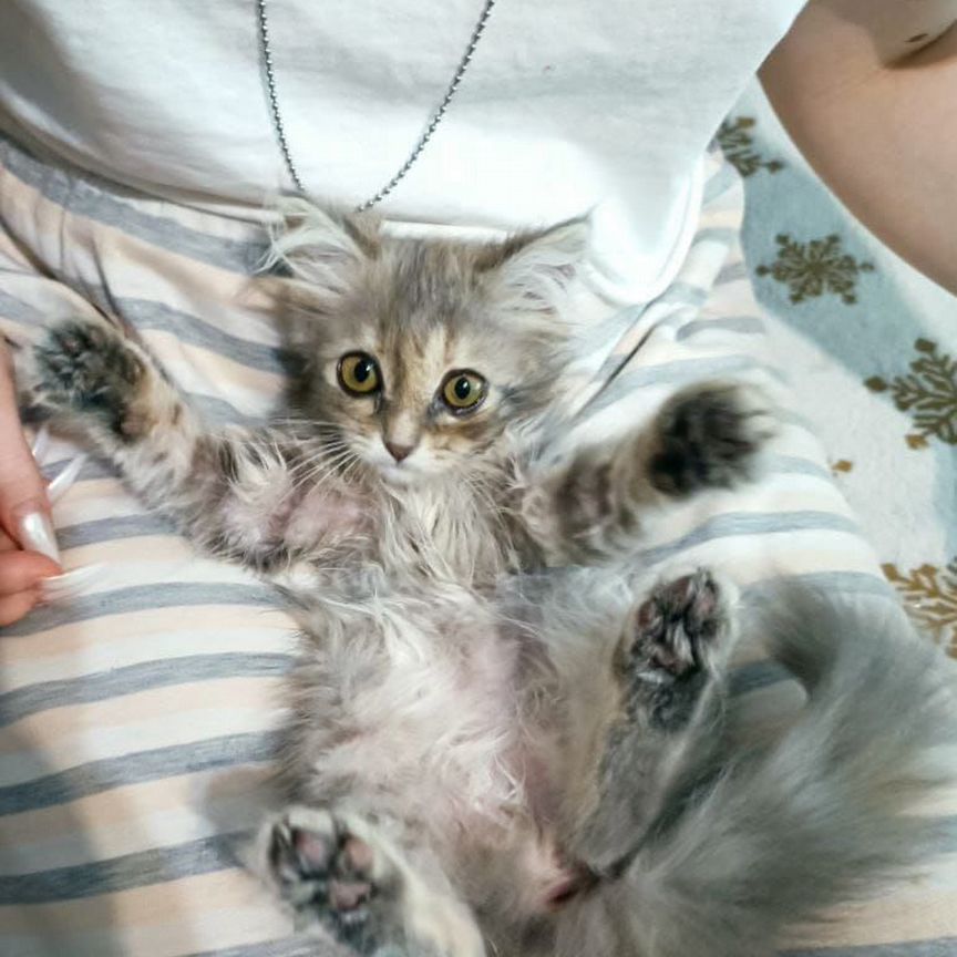 Пушистик Моти в дар