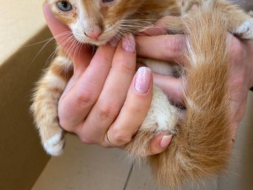 Рыжие мальчики (котята, 2,5 месяца)