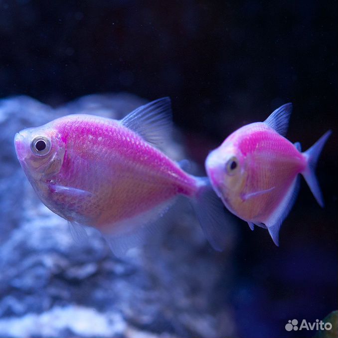 Тернеция (GloFish) Пурпурная Светящаяся (арт 6523)