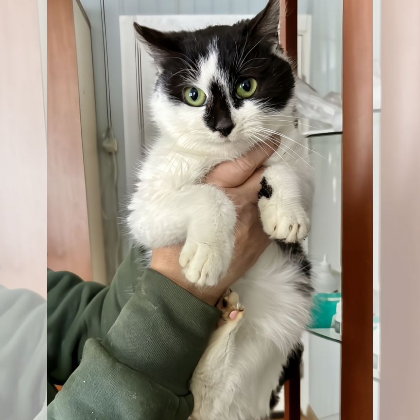 Котёнок в добрые руки