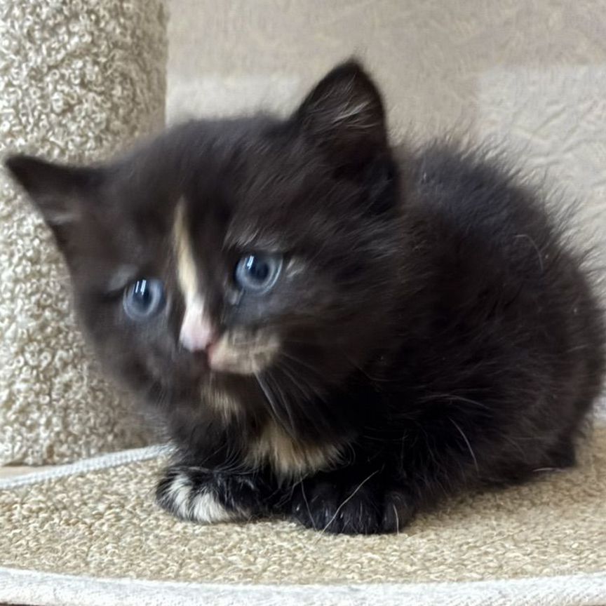 Донской сфинкс котёнок