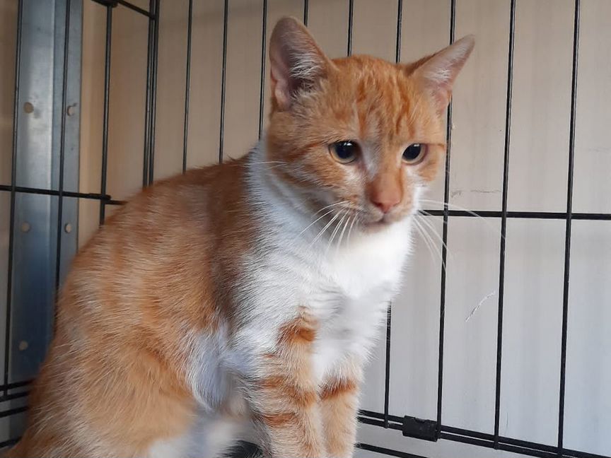 Рыжий котёнок