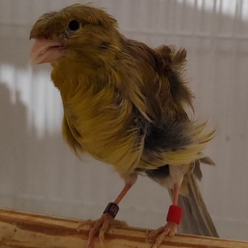 Курчавых канарейка породы фиорино