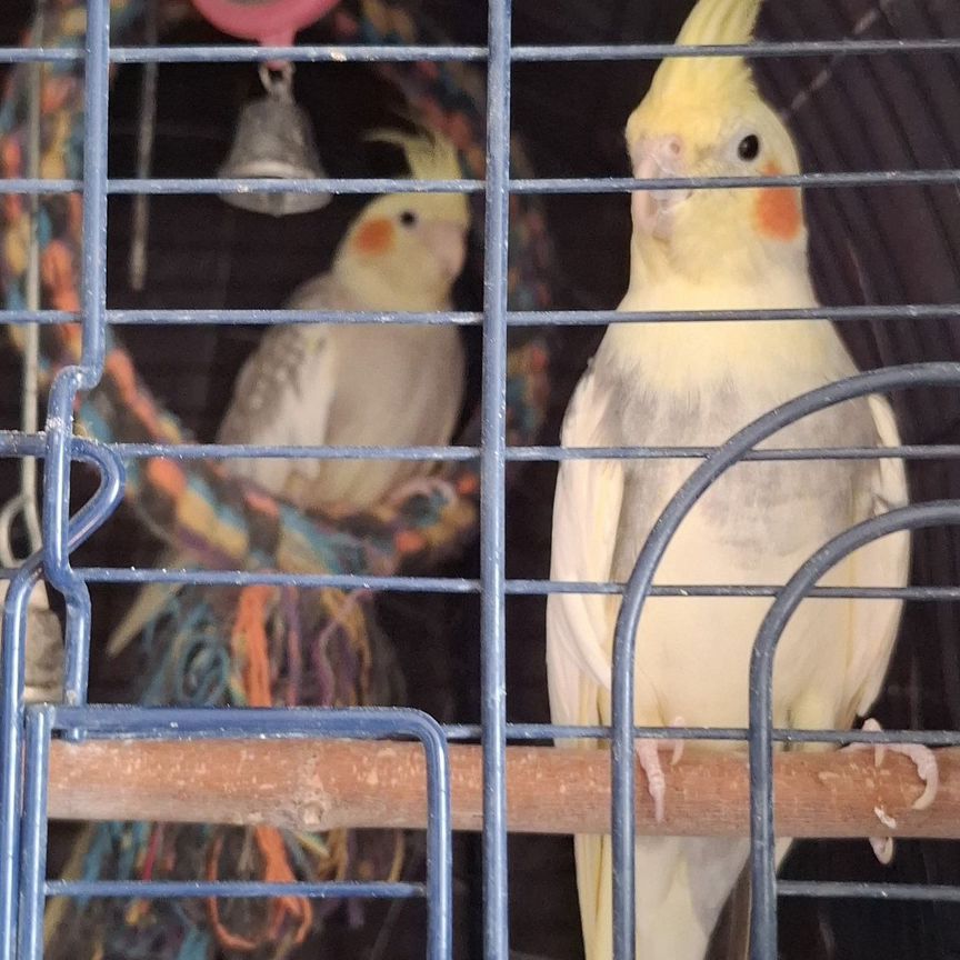 Попугай корелла с клеткой