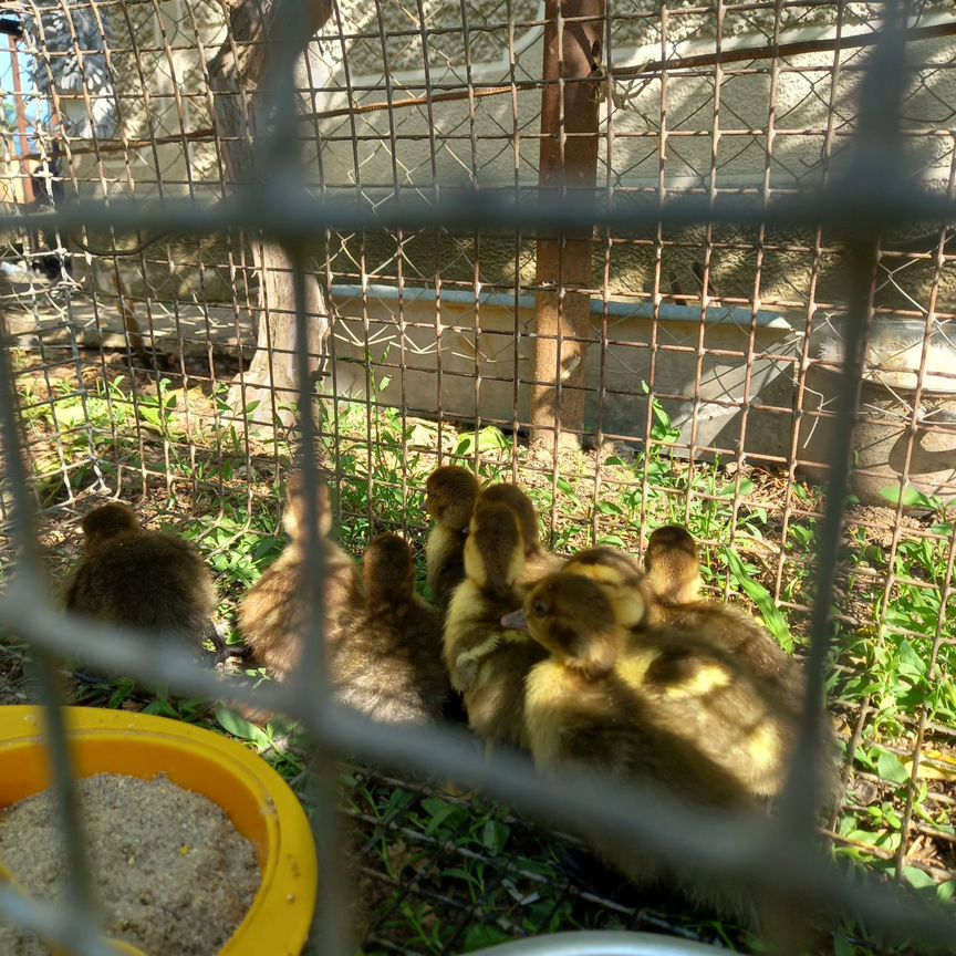 Индоутята тяж линии чер изумруд лаванда