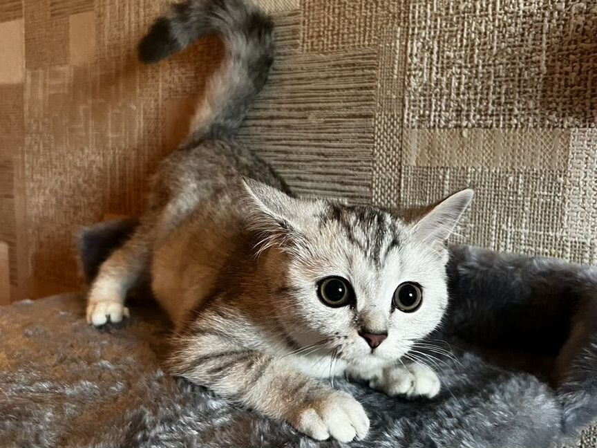Котенок