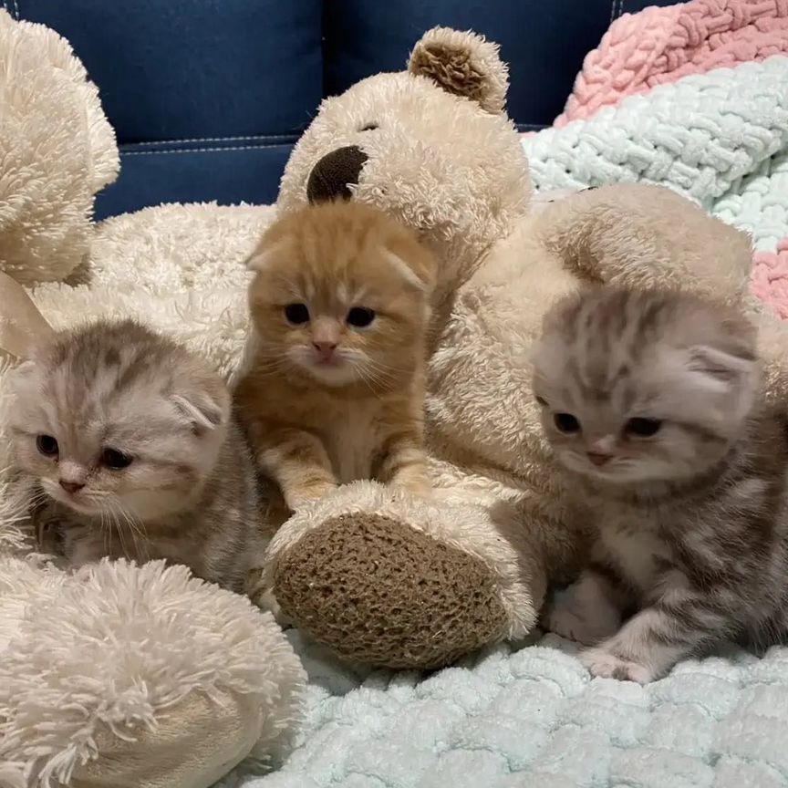 Шотландский вислоухий короткошёрстный котёнок