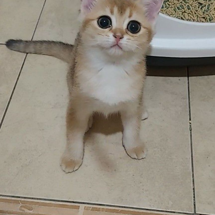 Золотая шиншилла