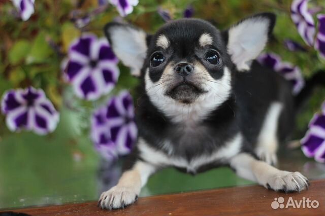 Классные девчонки с РКФ