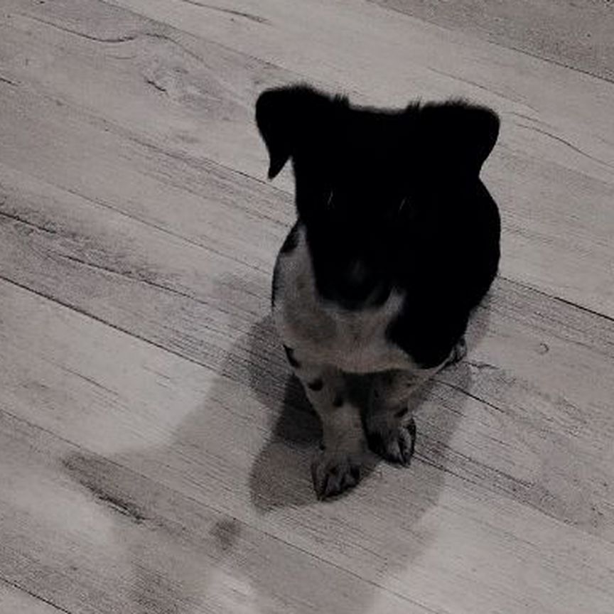 Джек-рассел-терьер, щенок