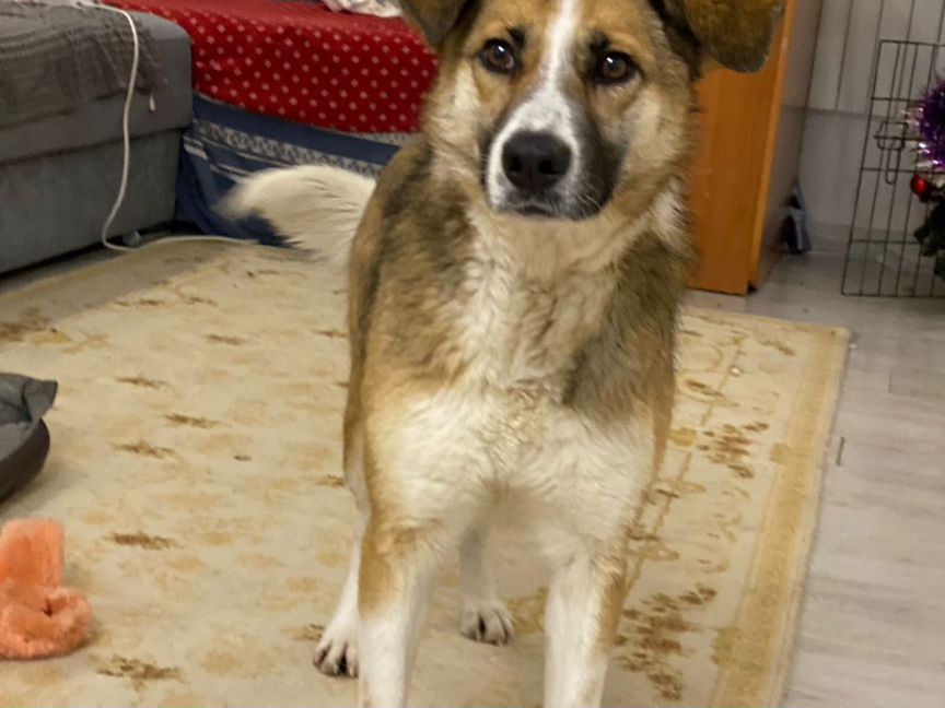 Собачка Бонечка