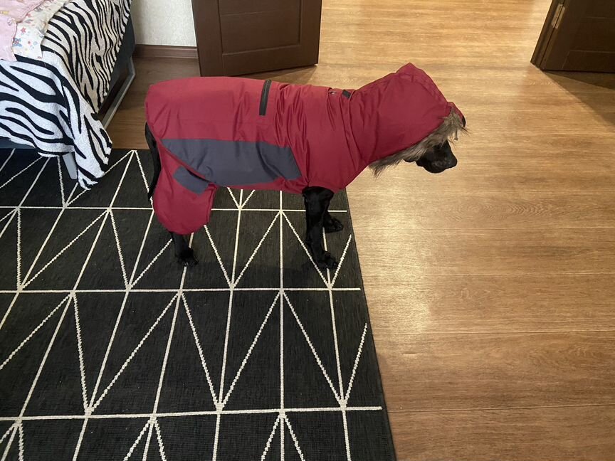 Комбинезон для собаки