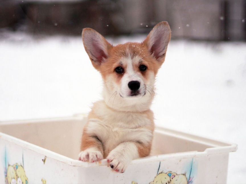 Вельш корги Пемброк