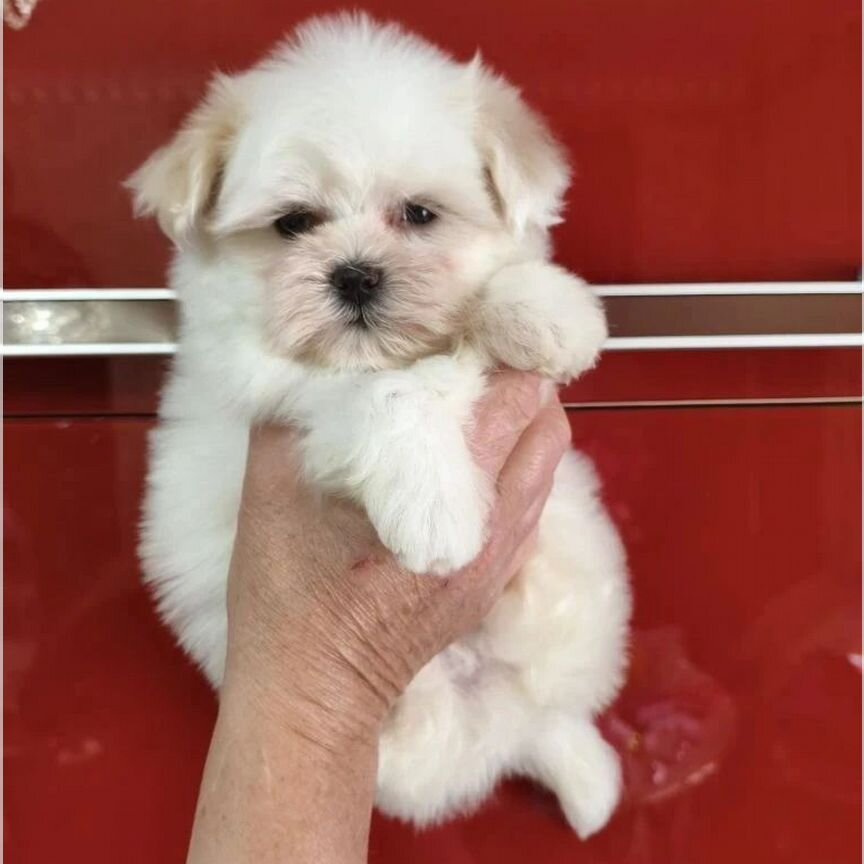 Мальтипу, щенок