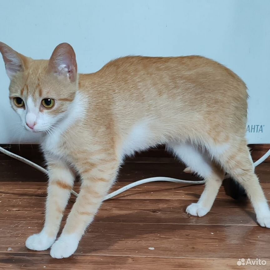 Рыжий котенок девочка