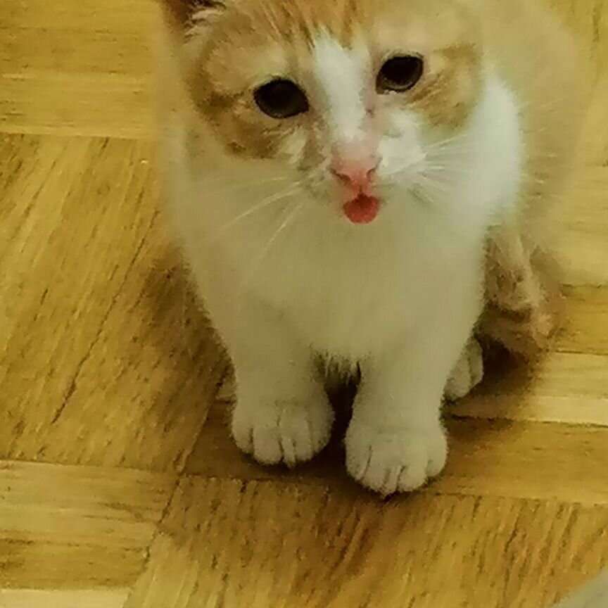 Котик 2,5 месяца