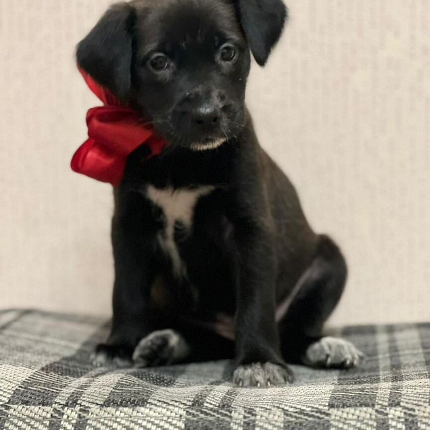 Щенок в добрые руки бесплатно