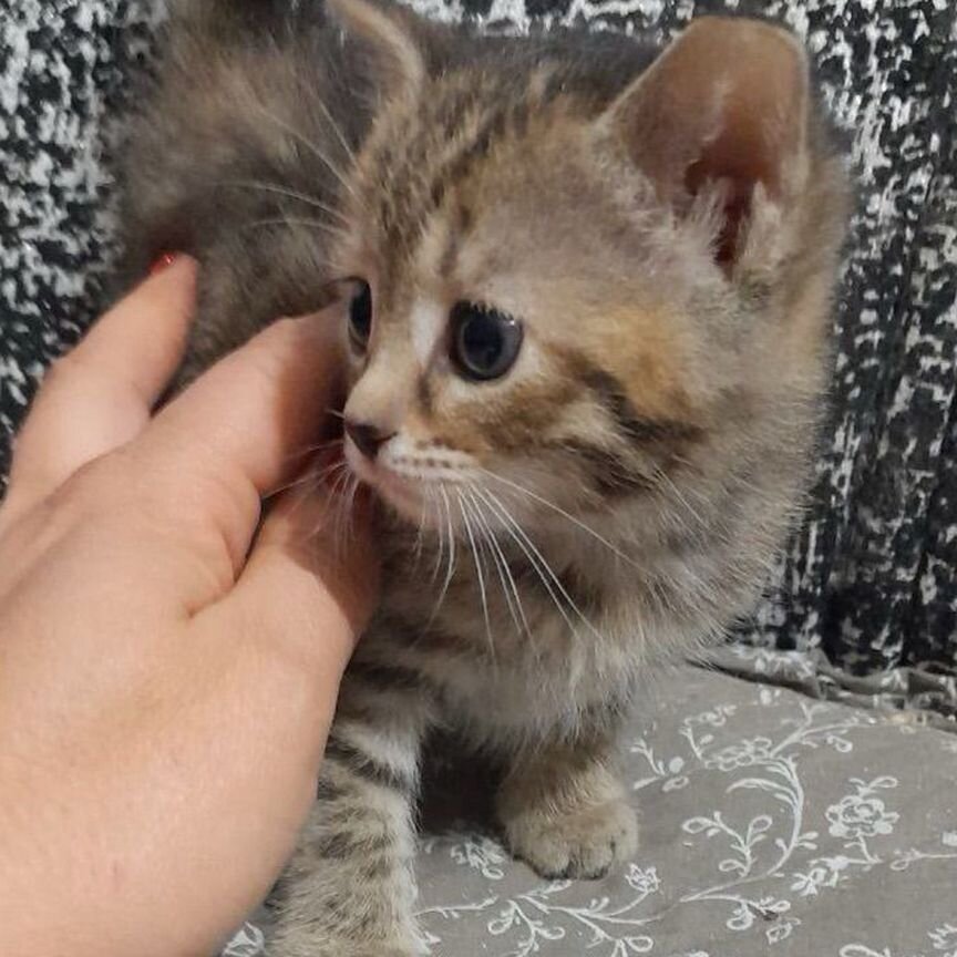 Кошки и котята