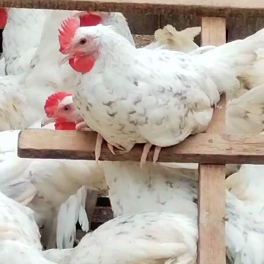 Путухи на плямя Пушкинская порода