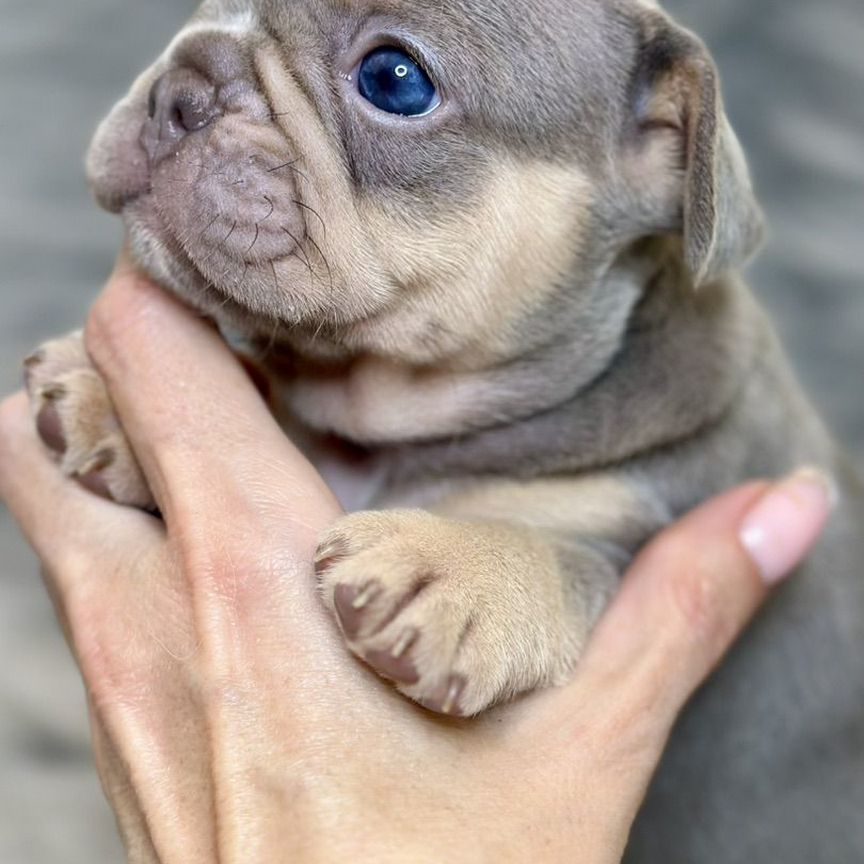 Французский бульдог девочка