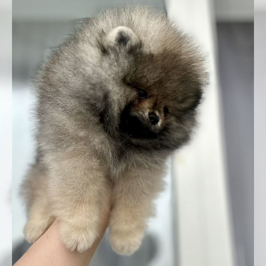 Померанский шпиц, щенок