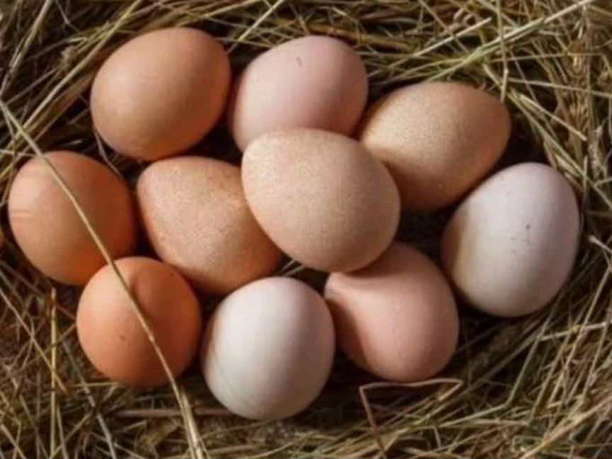 Инкубационные куриные яйца
