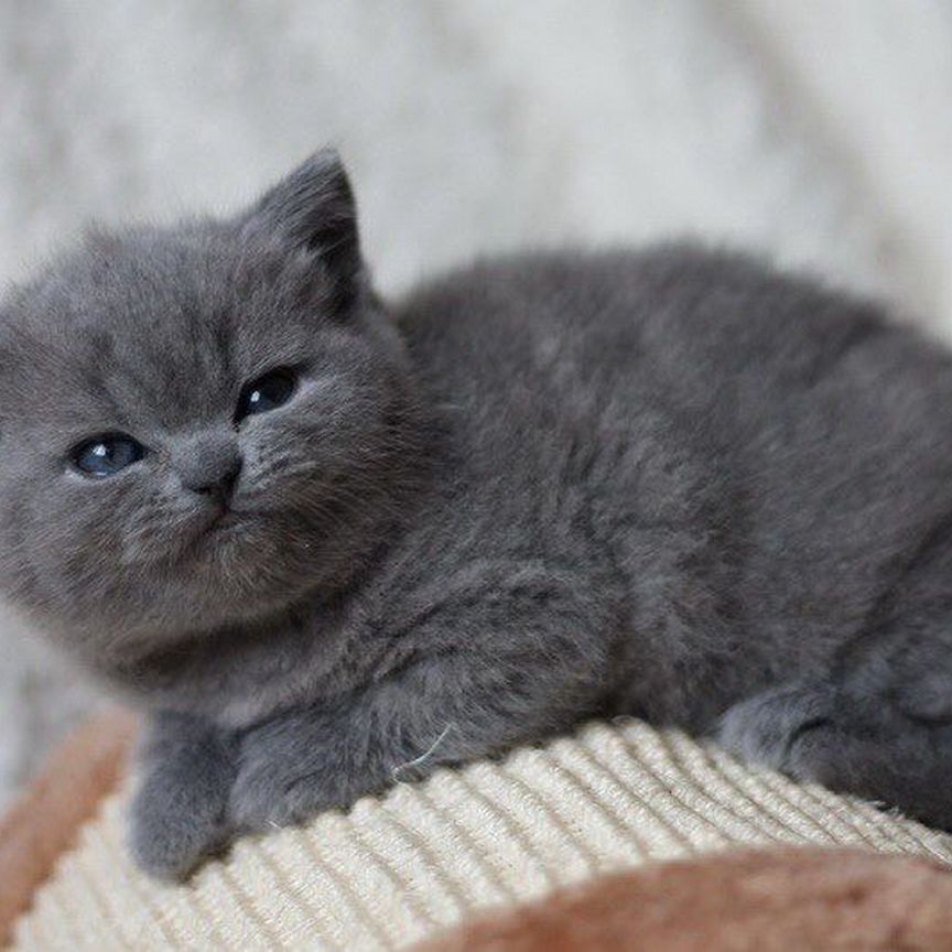 Шотландский вислоухий короткошёрстный котёнок