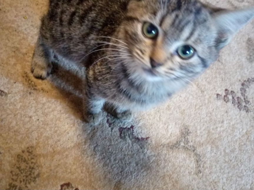 Котик в добрые руки. Ласковый, добрый игрун