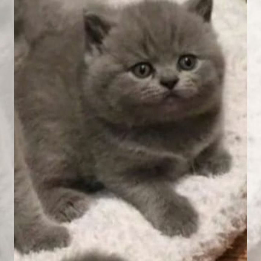 Британский короткошёрстный котёнок