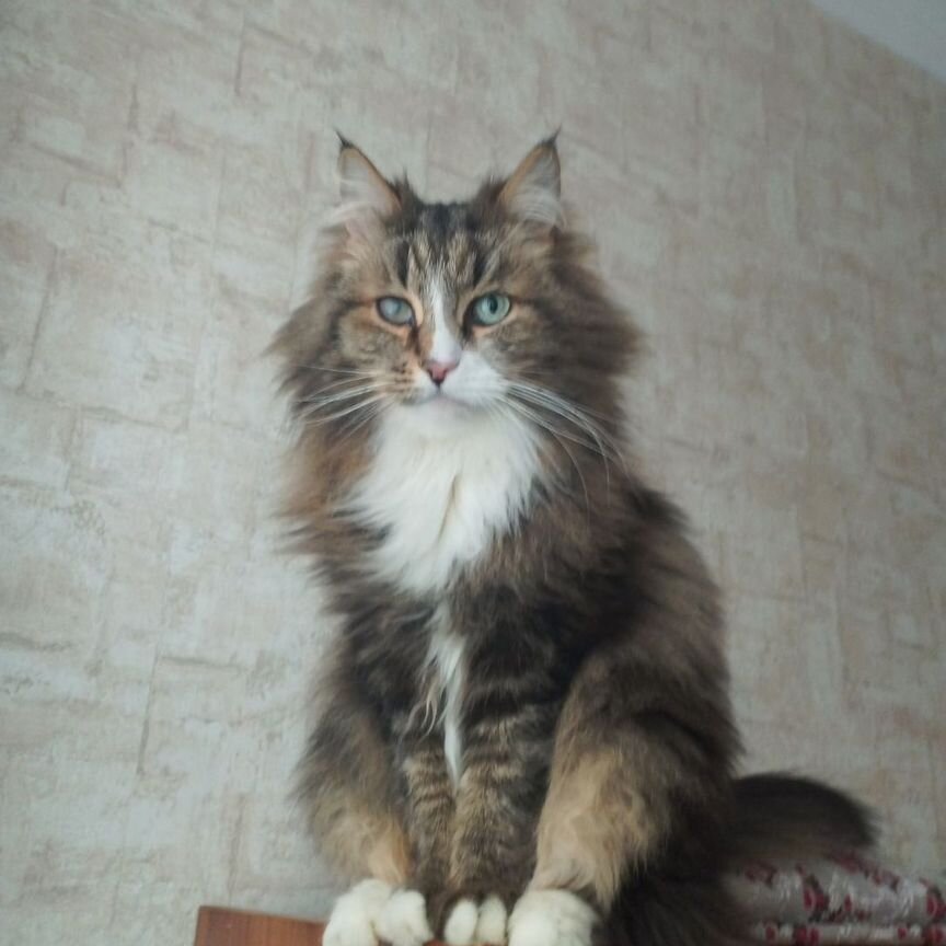 Кот в добрые руки
