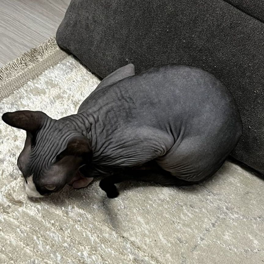 Канадский сфинкс котёнок