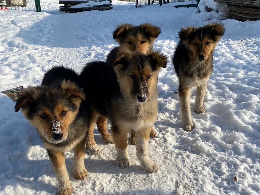 Щенки под гаражом