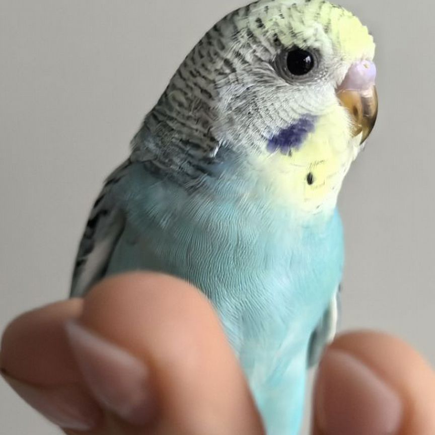 Птенец волнистого попугая. Мальчик