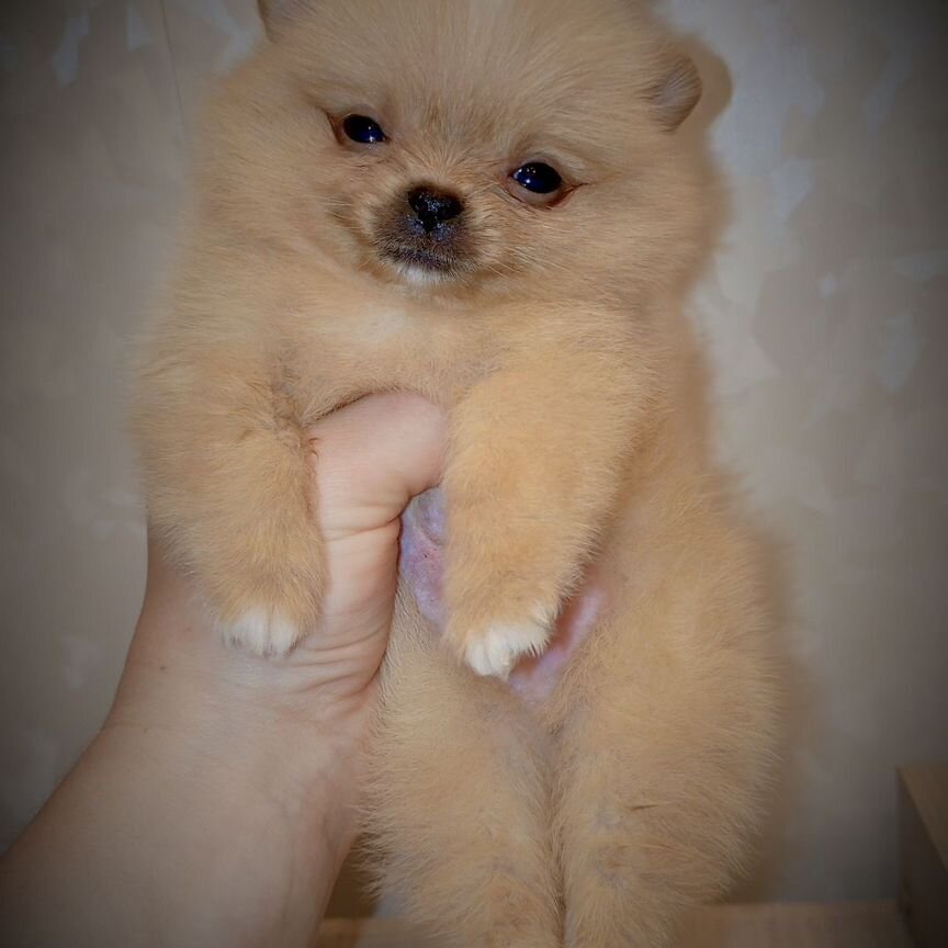 Супермини мишка