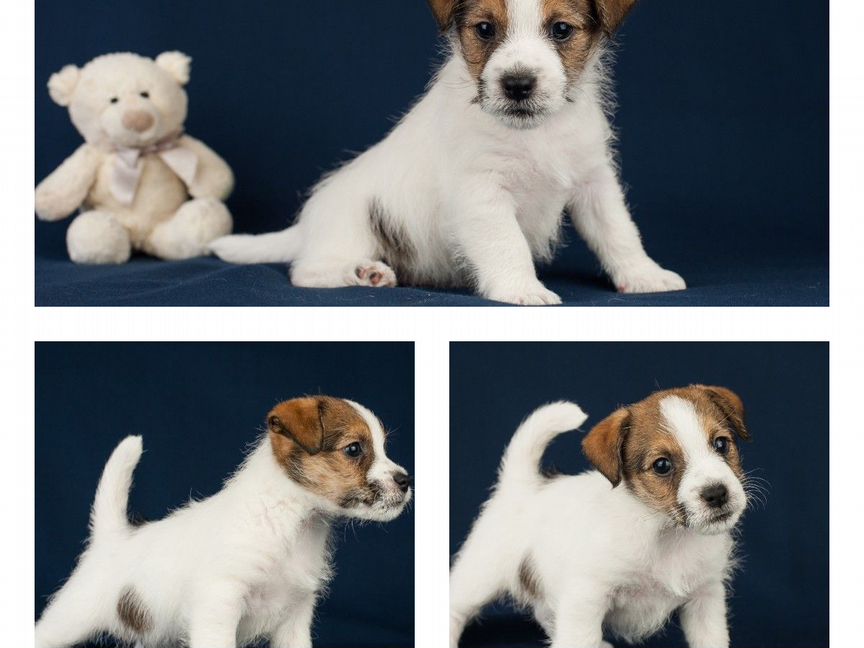 Щенки джек рассел терьер