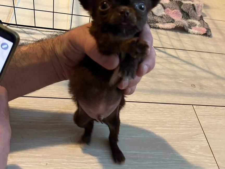 Мини Мальчик чихуахуа шоколад