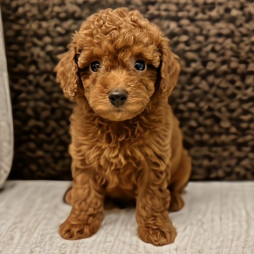 Той-пудель, щенок