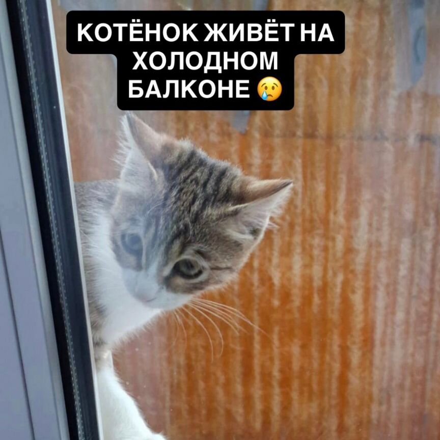 Котёнок в добрые руки
