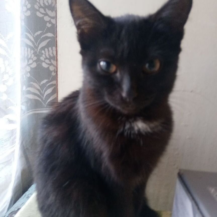 Кошечка чёрная с белым