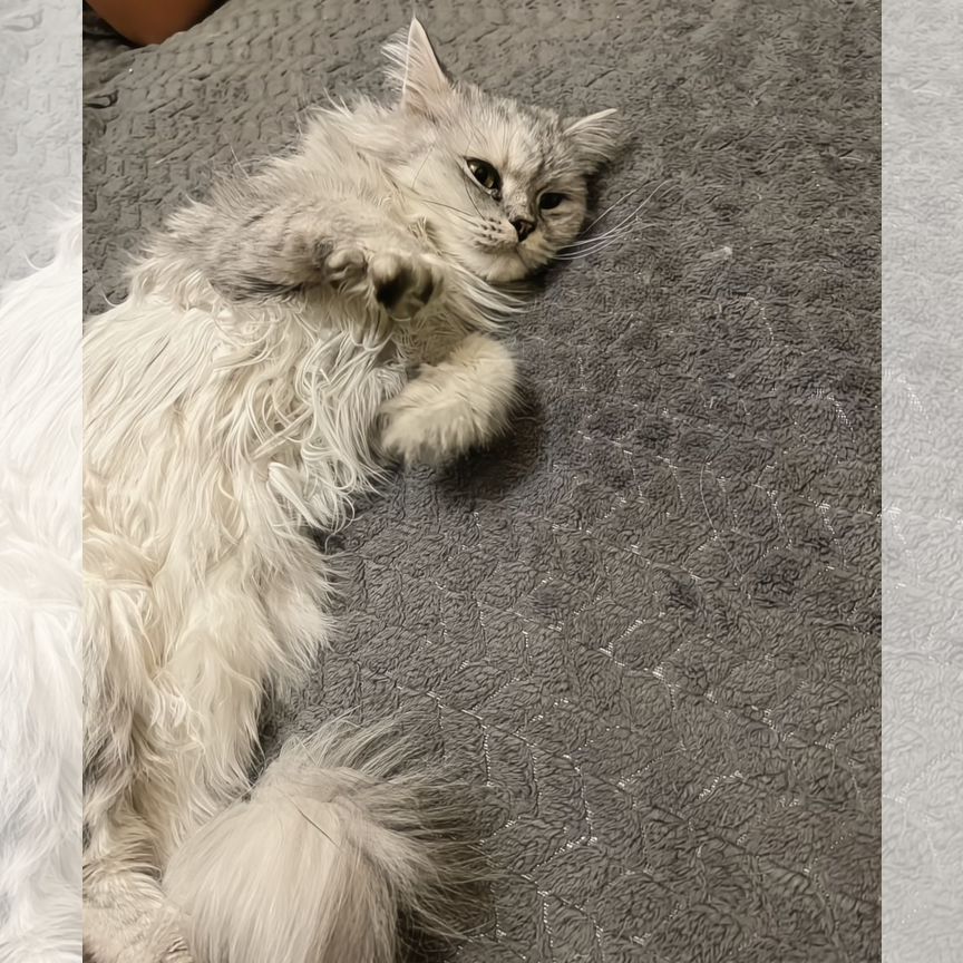 Шотландская вислоухая длинношёрстная кошка, взрослая