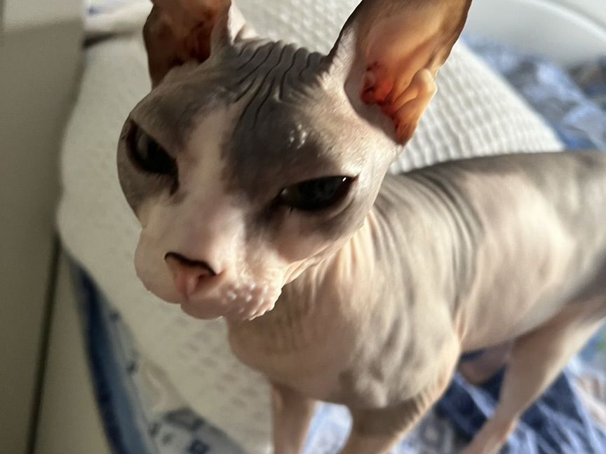 Донской сфинкс кошка