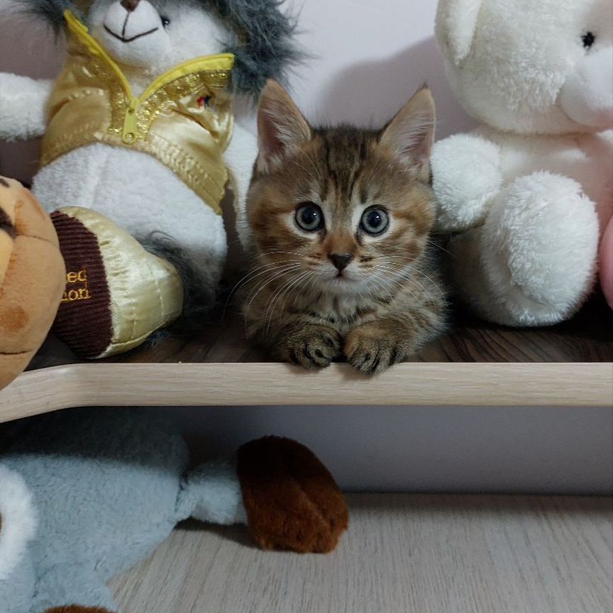 Отдам котят в добрые руки