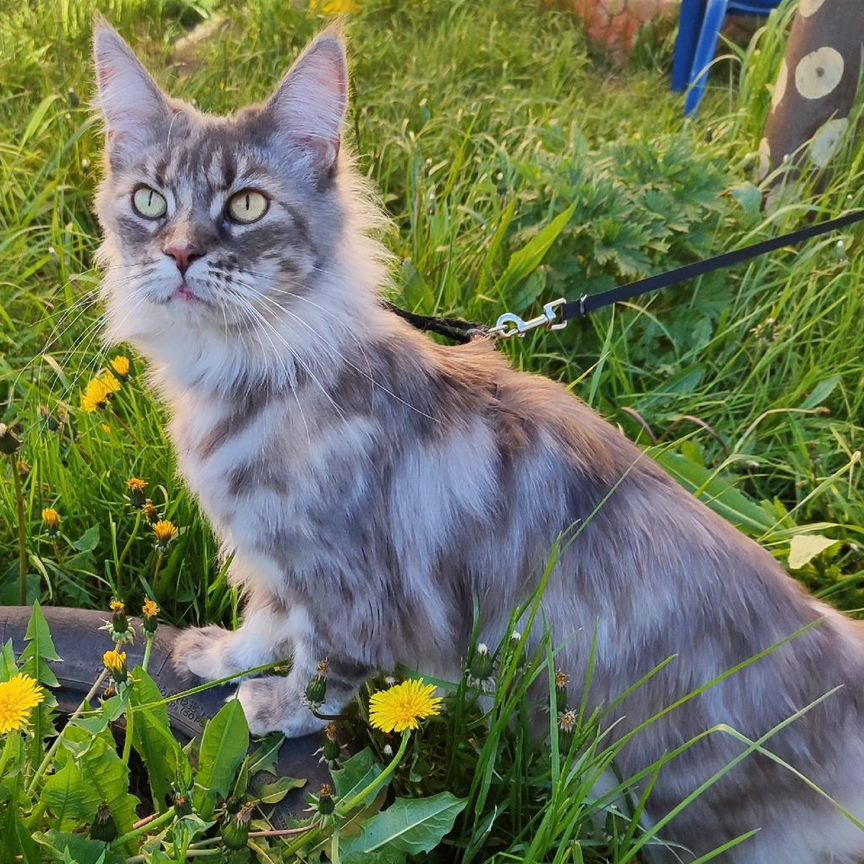 Мейн-кун, взрослая кошка