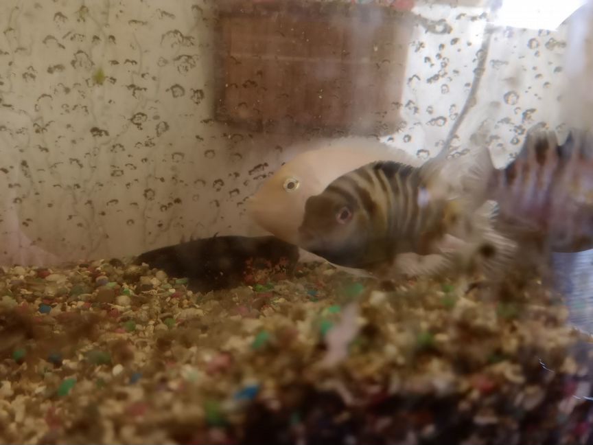 Продам цихлид