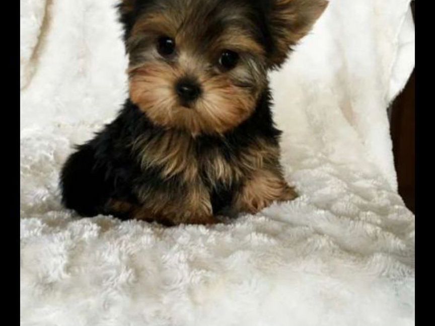 Йоркширский терьер